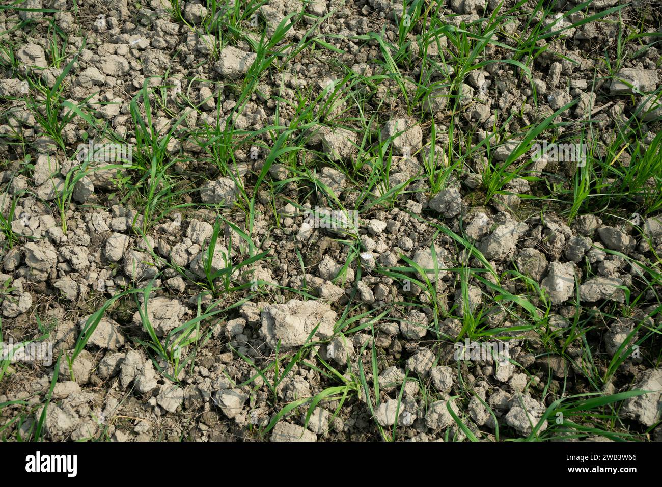 Grow in poor soil hi-res stock photography and images - Alamy