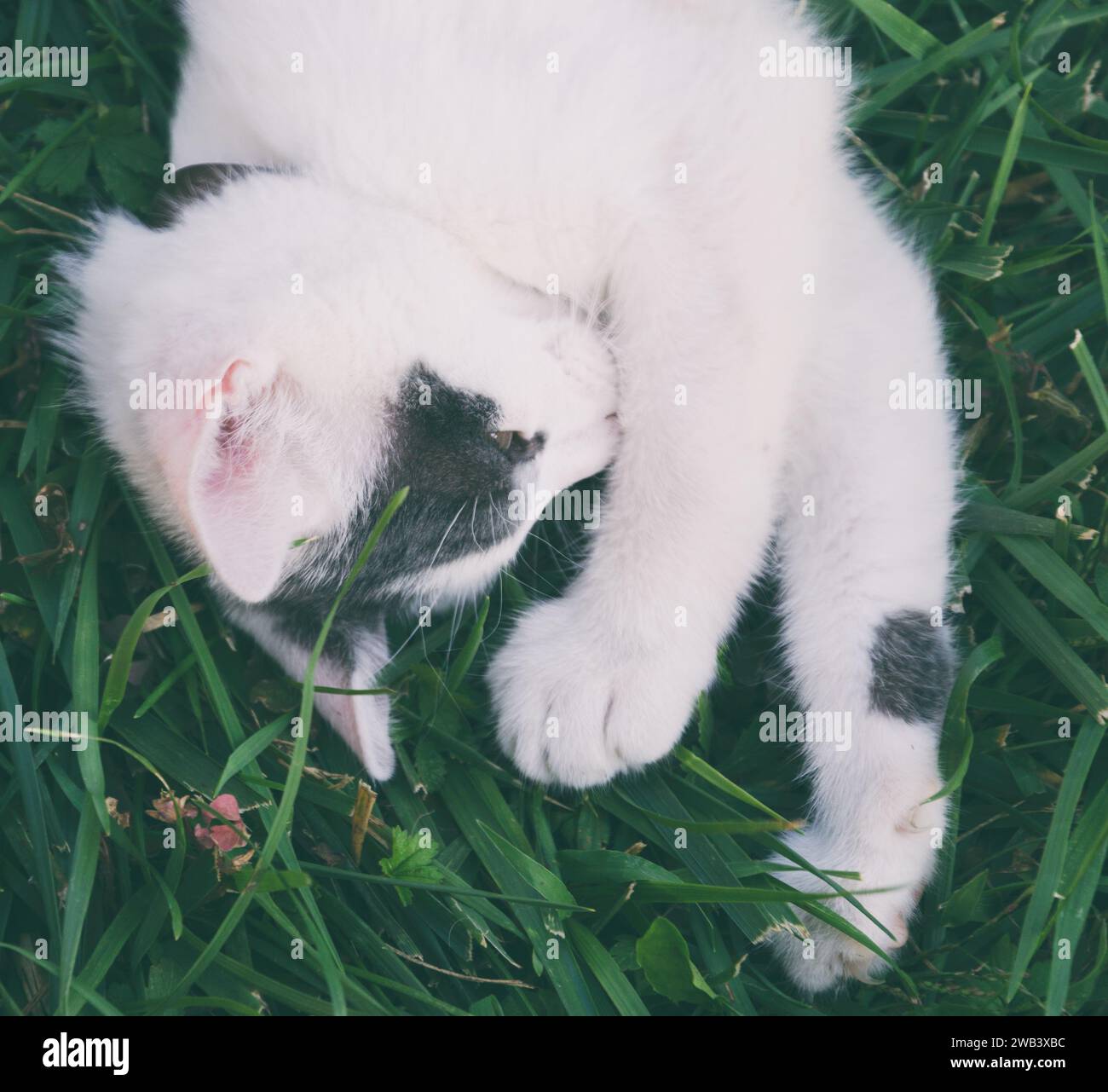 Delightful scene hi-res stock photography and images - Alamy