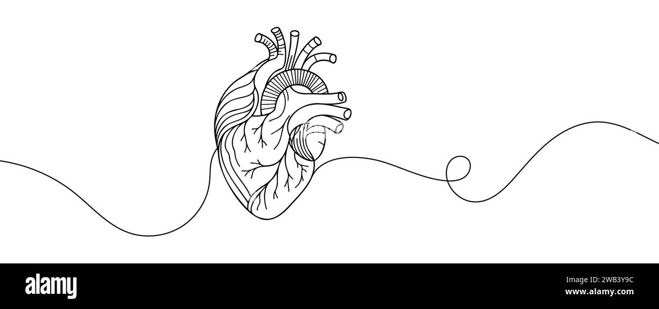 human heart drawn with a line. Vector illustration Stock Vector Image ...