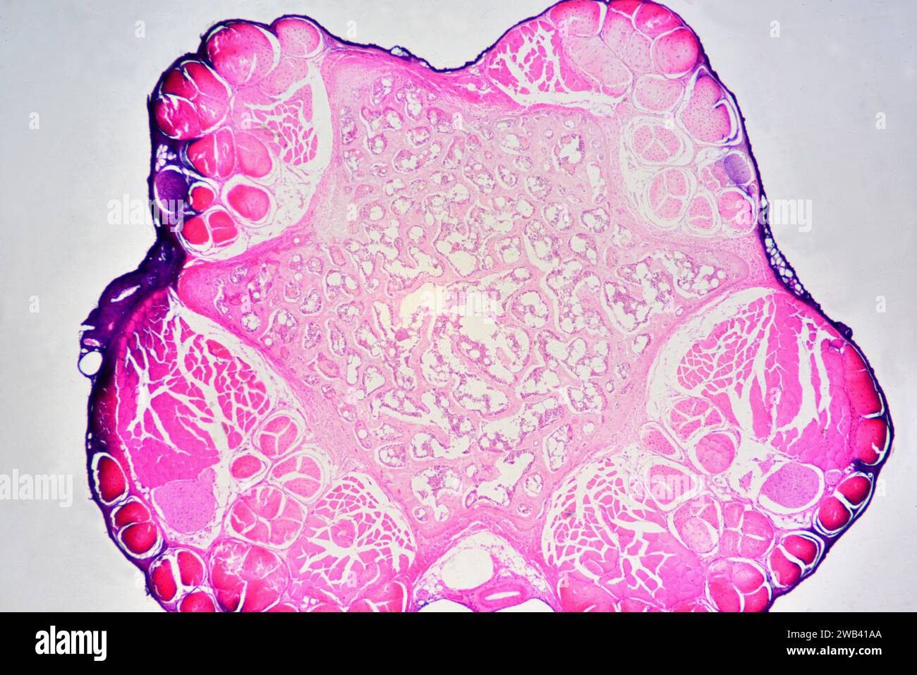 Mouse tail cross section showing from outside to inside: epidermis ...