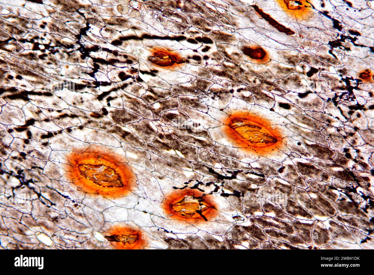 Simple squamous epithelium hi-res stock photography and images - Alamy