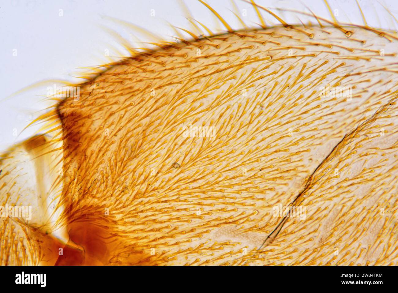Leg detail of burrowing insect (Gryllotalpa gryllotalpa) showing hairs ...