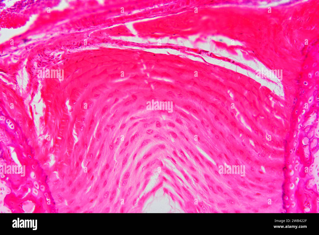 Fibrous connective tissue hi-res stock photography and images - Alamy