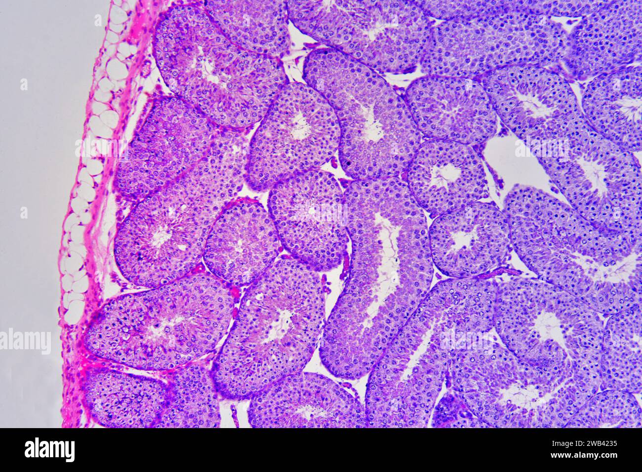 Rabbit testicle showing from left to right: parietal layer and seminal ...