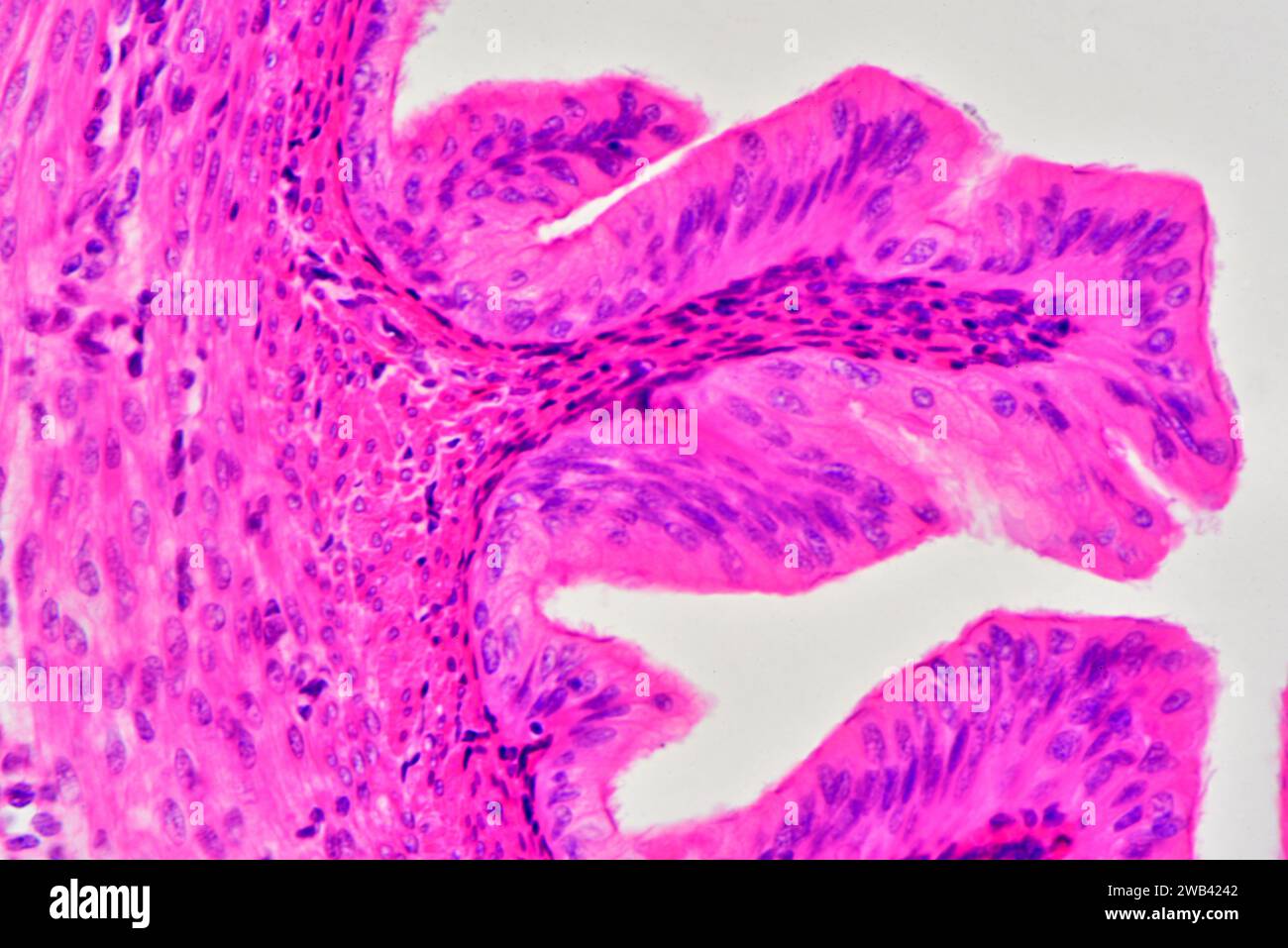Falopian tube showing from outer (left) to inner: muscularis layer ...