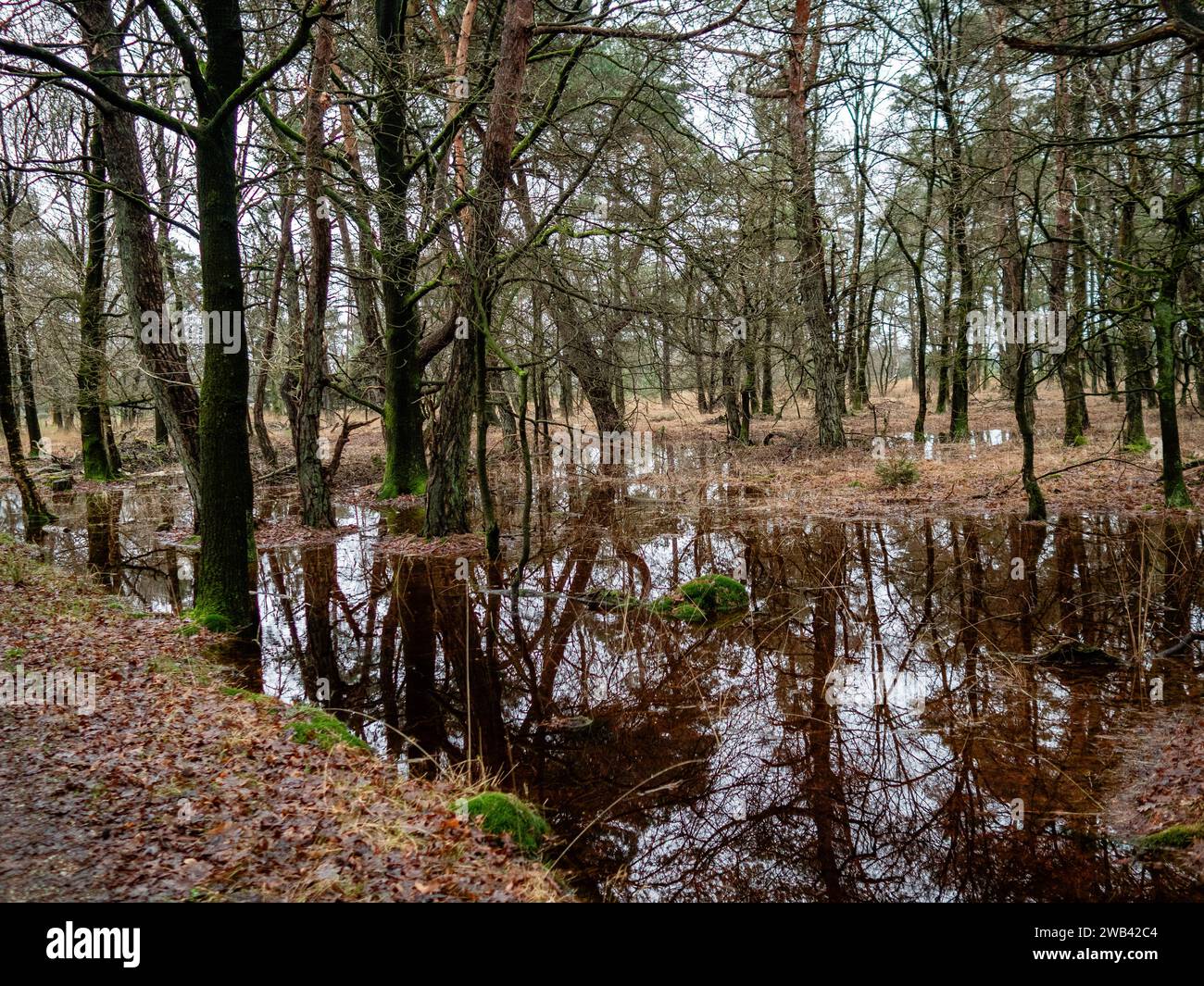 Utrecht, Netherlands. 06th Jan, 2024. A view of a flooded area with ...