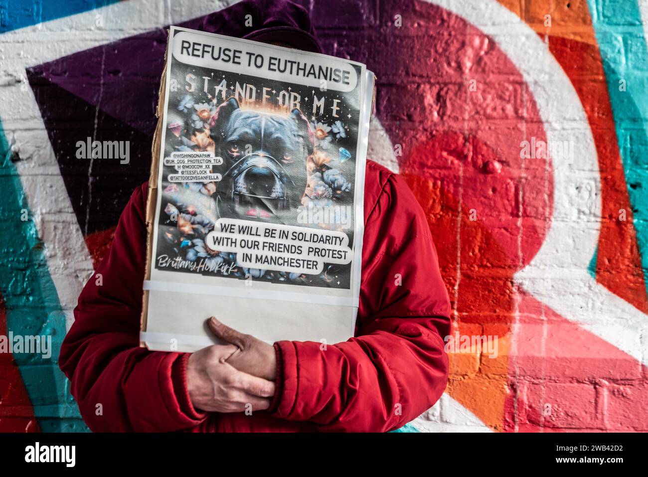 American bully xl ban hi-res stock photography and images - Alamy