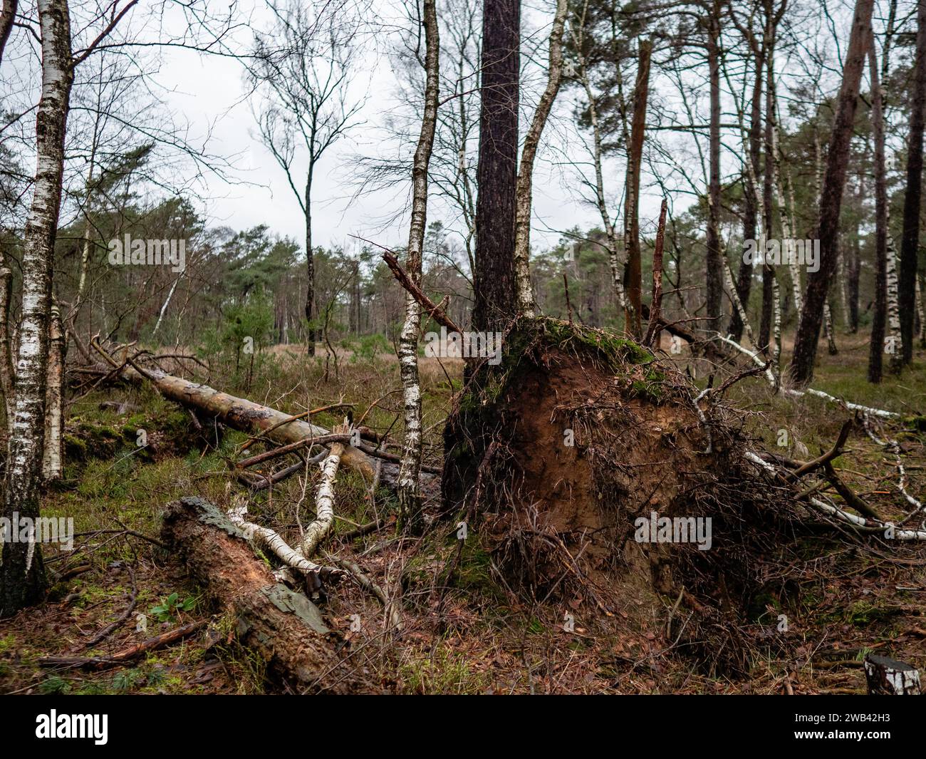Utrecht, Netherlands. 06th Jan, 2024. Fallen trees are seen laying on ...