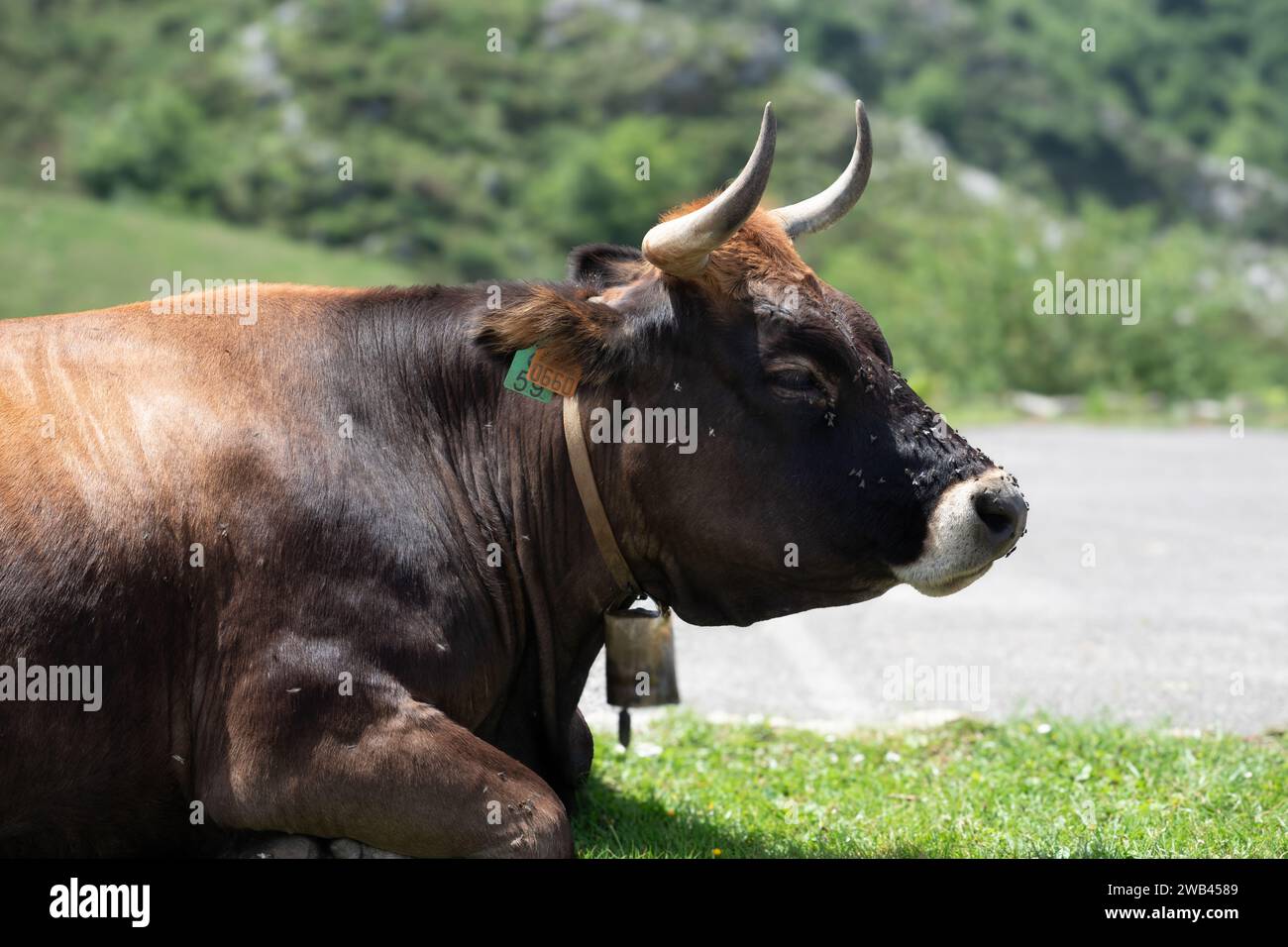 Cow with horns and bell around its neck lying down with masses of flies ...