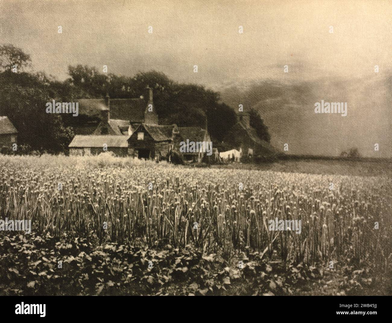 The Onion Field. George Davison. 1890. Photogravure Stock Photo - Alamy