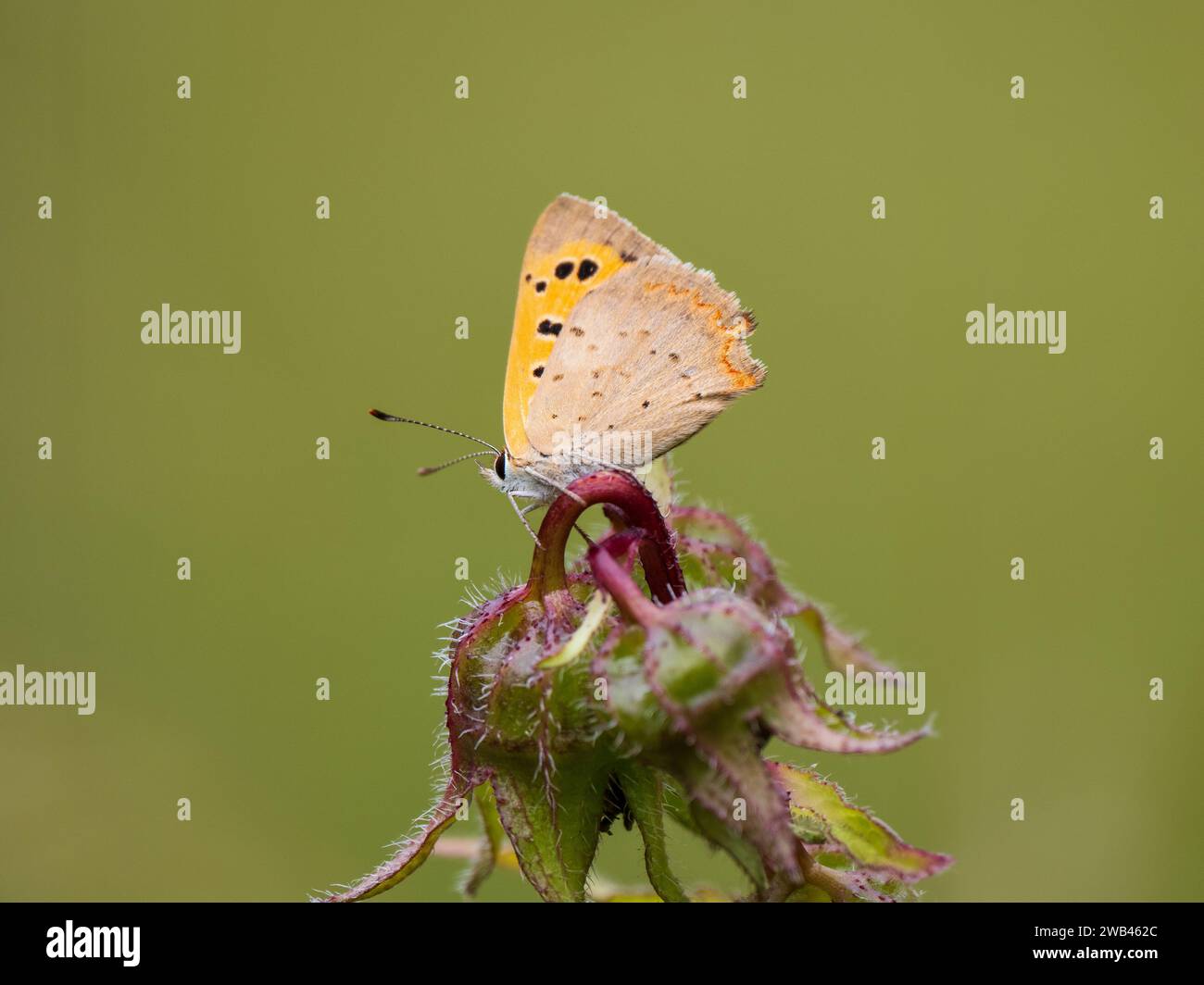 Small Copper Butterfly. Wings Closed Stock Photo - Alamy