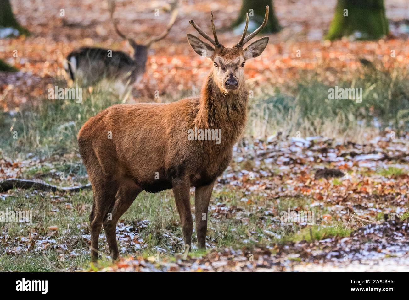 Dülmen, NRW, Germany. 08th Jan, 2024. A young red deer stag (cervus ...