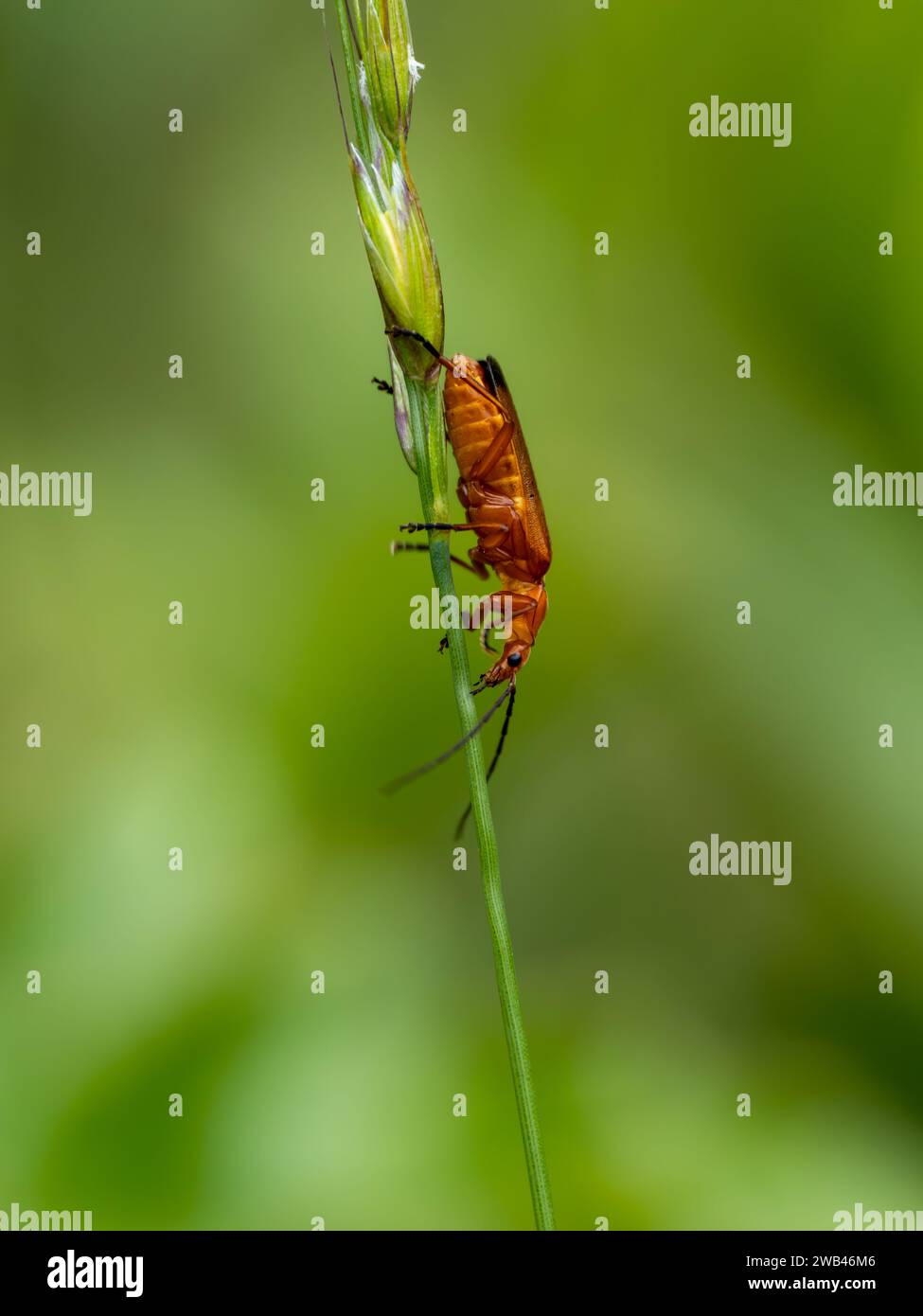 Soldier beetle hogweed uk hi-res stock photography and images - Alamy