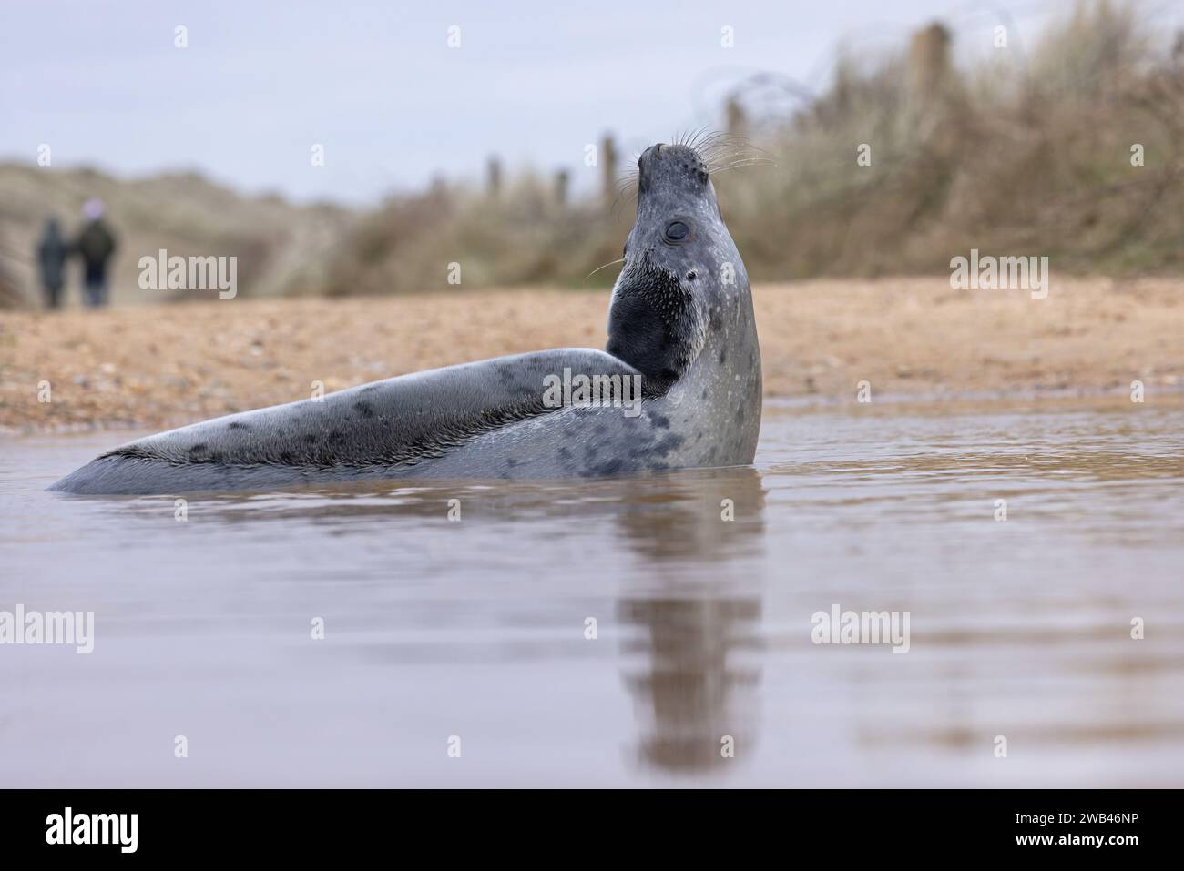 Grey Seal (Halichoerus grypus) pup in a puddle throwing head back ...