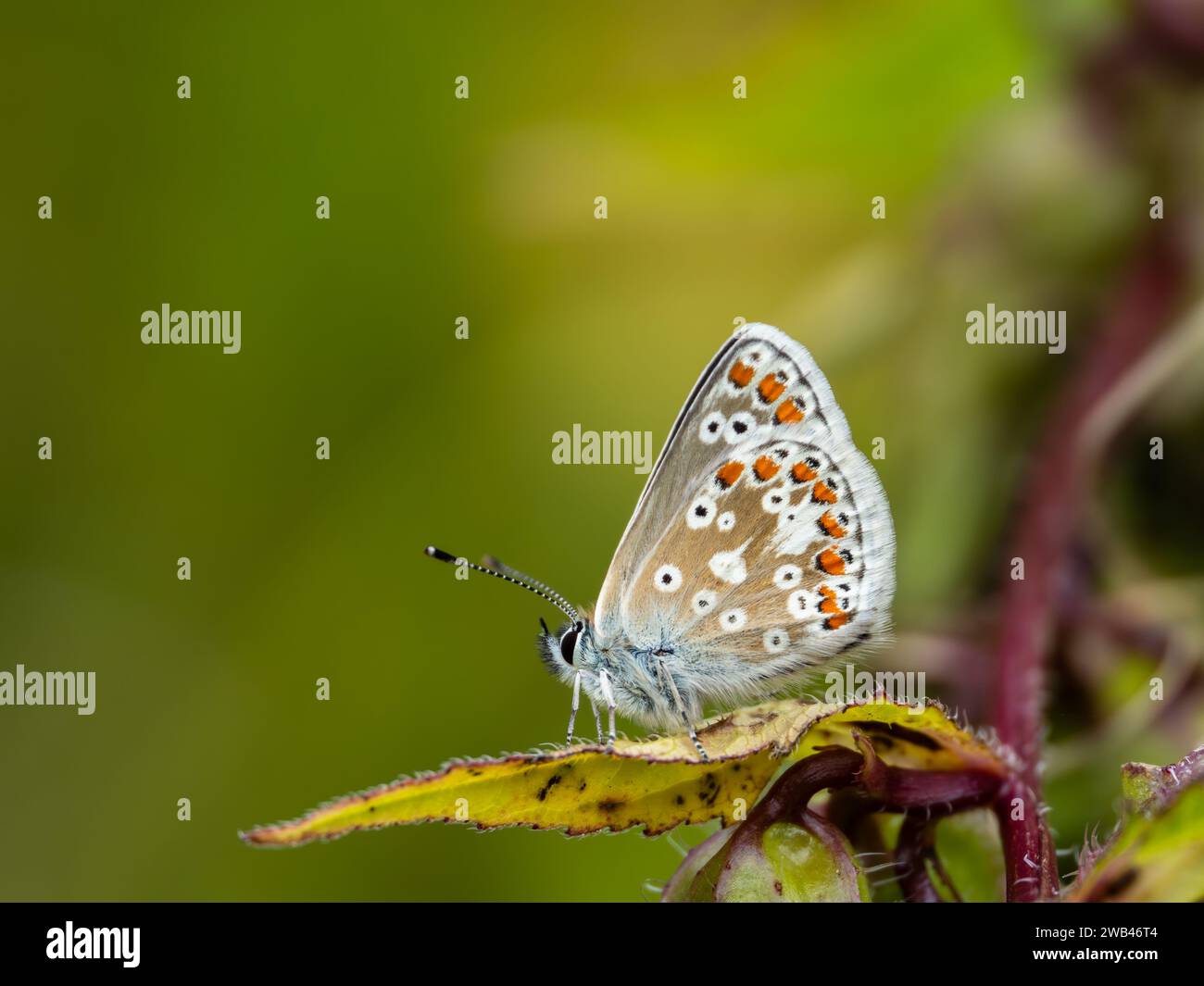 Common Blue Butterfly. Side View Wings Closed Stock Photo - Alamy