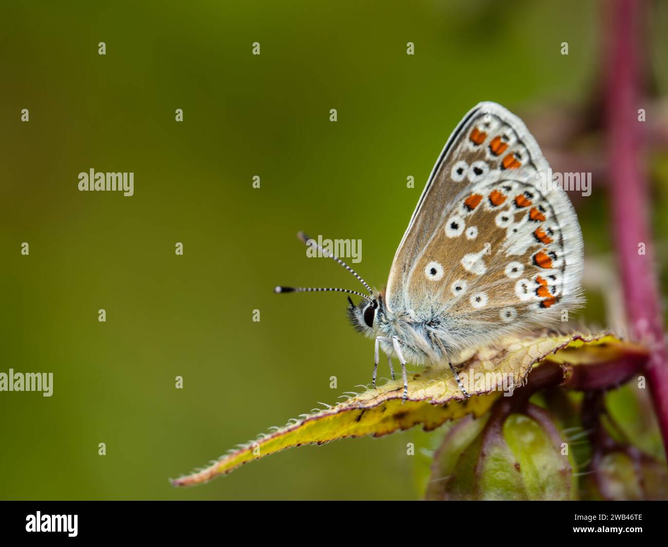 Common Blue Butterfly. Side View Wings Closed Stock Photo - Alamy