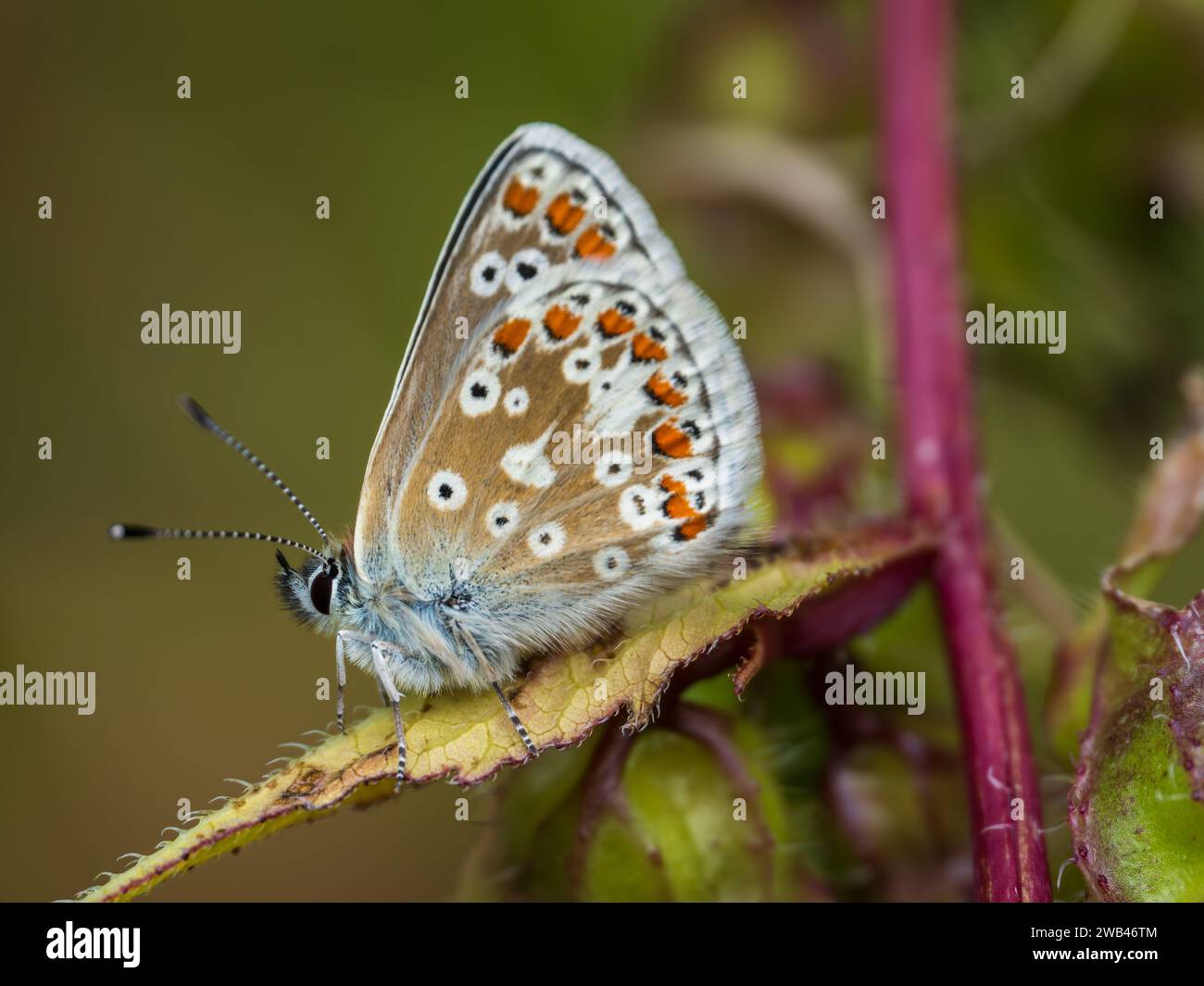 Common Blue Butterfly. Side View Wings Closed Stock Photo - Alamy