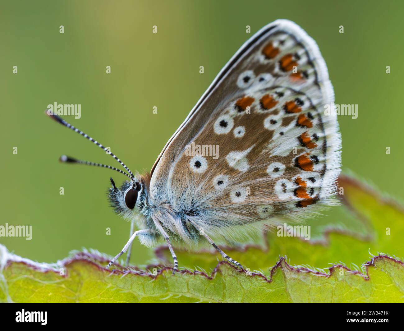 Common Blue Butterfly. Side View Wings Closed Stock Photo - Alamy
