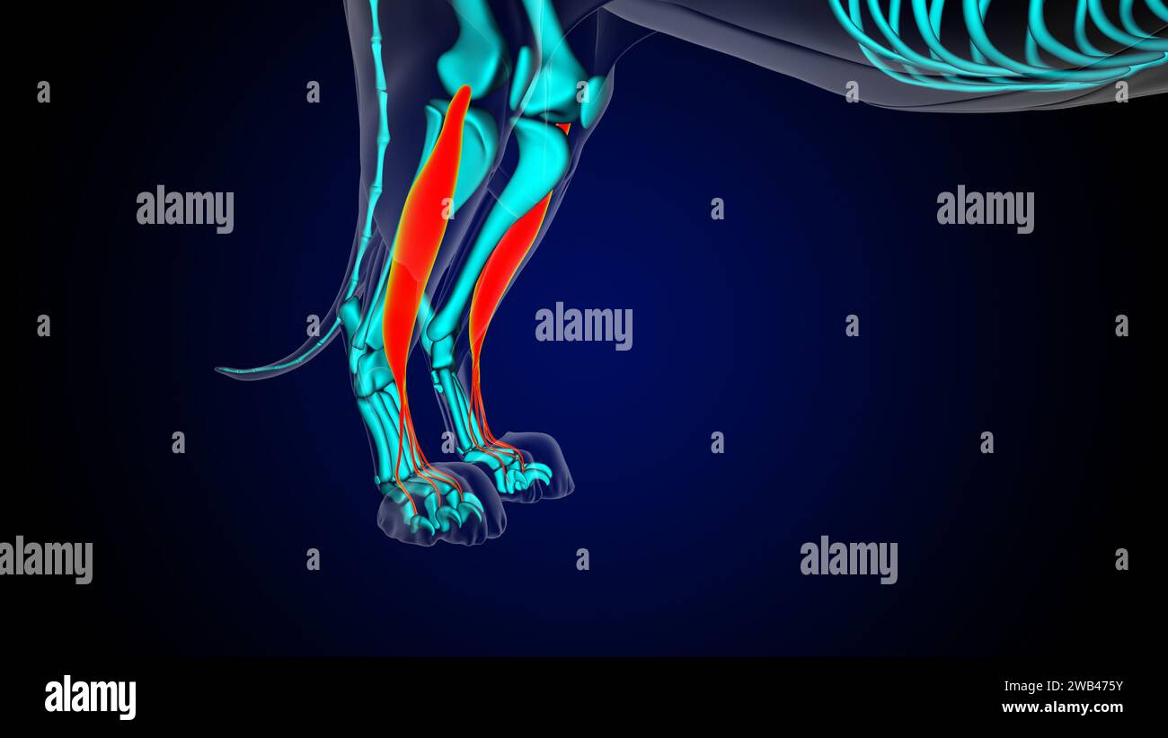 Extensor digitorum longus muscle lion muscle anatomy for medical ...