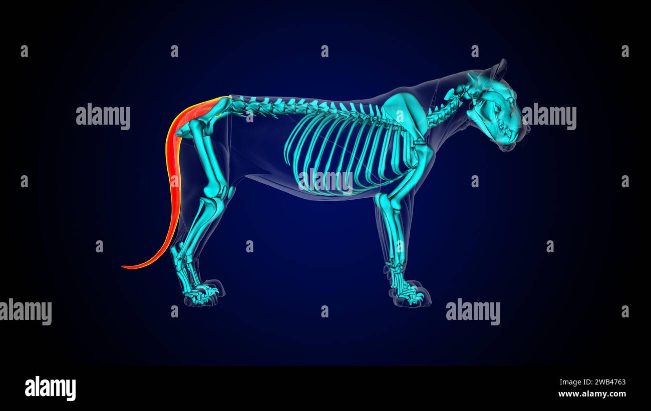 Tail muscle of lion muscle anatomy for medical concept 3D illustration ...
