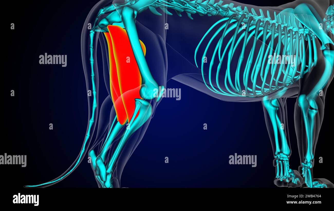 Adductor muscle lion muscle anatomy for medical concept 3D Illustration ...