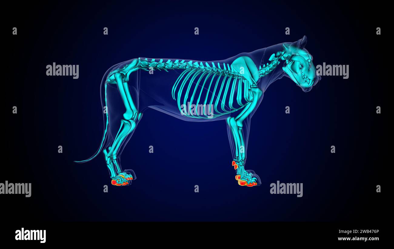 back pads of lion anatomy for medical concept 3D illustration Stock ...
