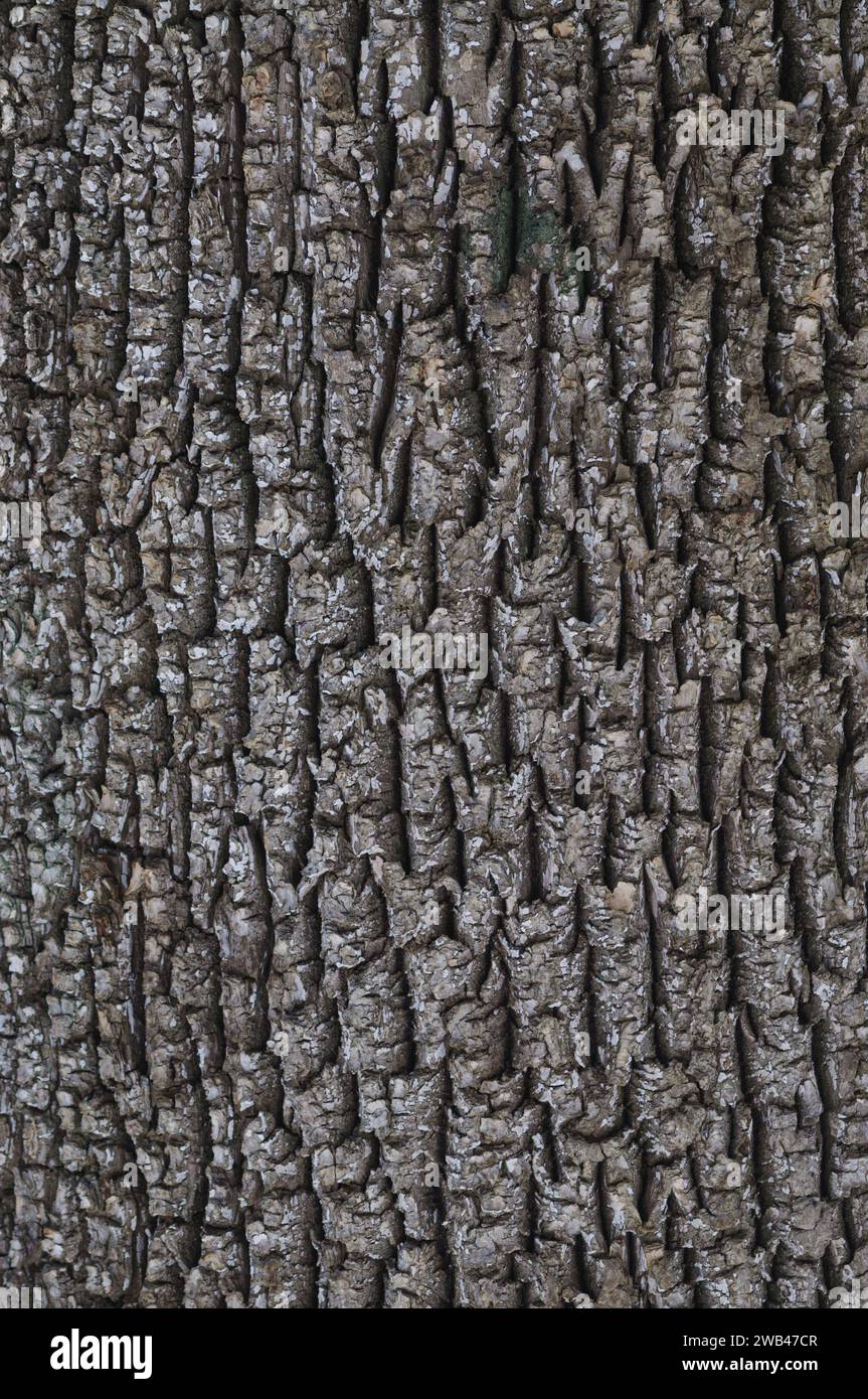 The bark of a White Ash, Fraxinus americana, growing in in the ...