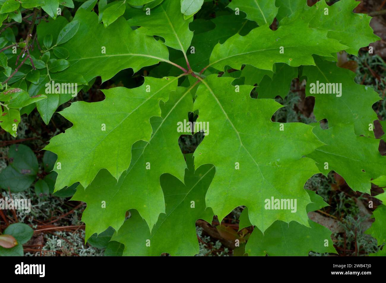 Leaves of the Northern red oak (Quercus rubra),growing in the ...