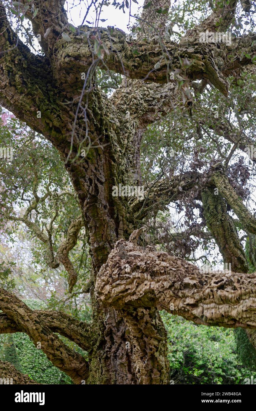 Cork oak tree (Quercua suber) in Arundel Castle Gardens, Arundel, West ...