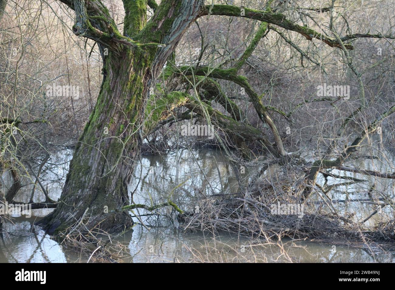 Defying the flood hi-res stock photography and images - Alamy