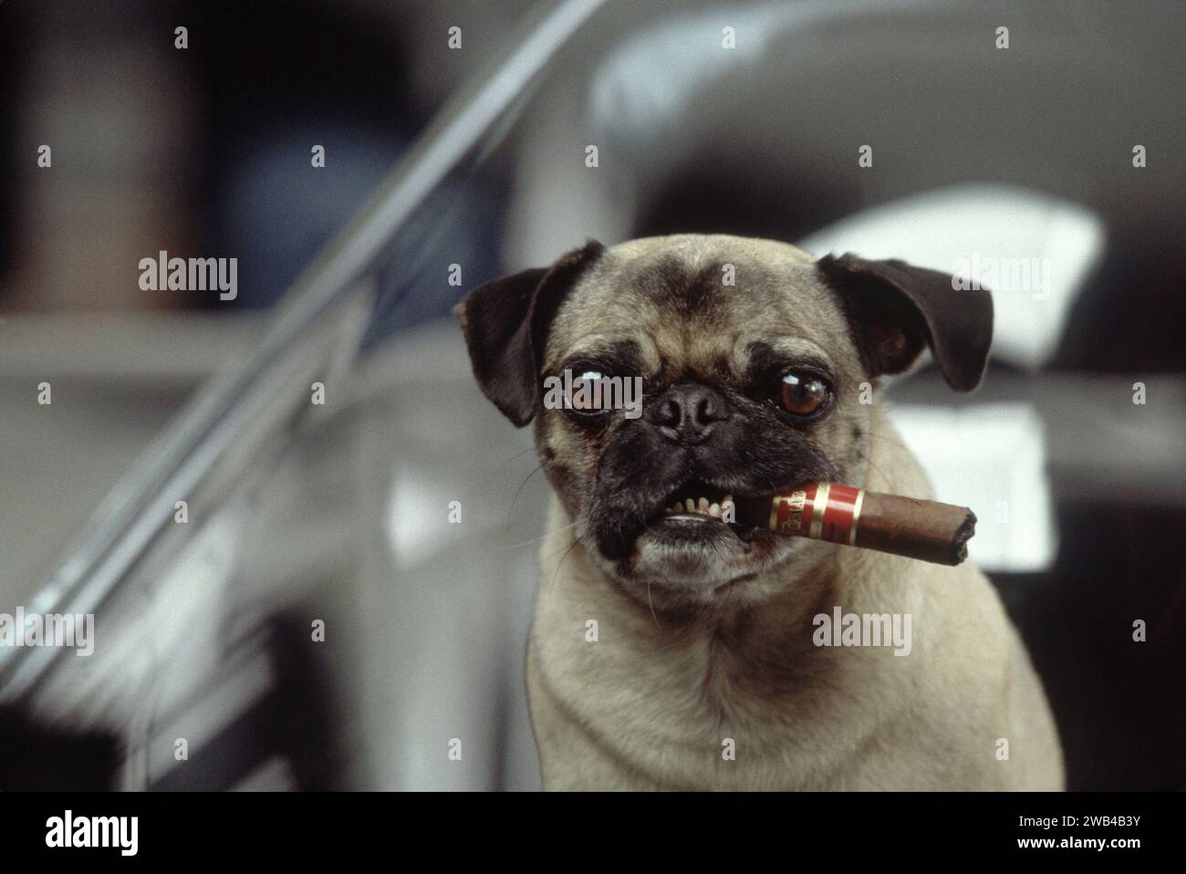 Frank the pug, men in black hi-res stock photography and images - Alamy
