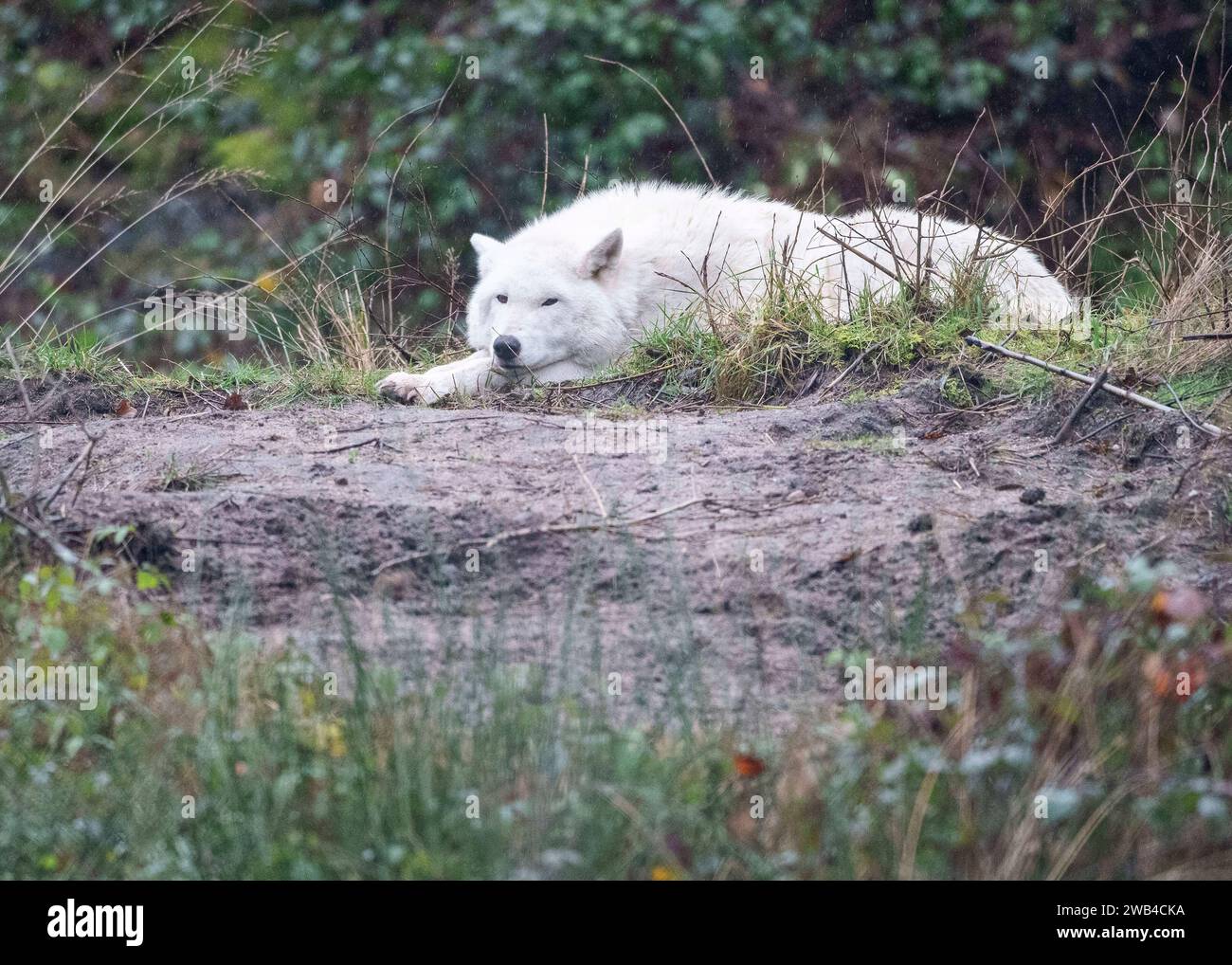 Wildpark alte Fasanerie Hanau, Polarwolf 02.01.2024 Hanau ...