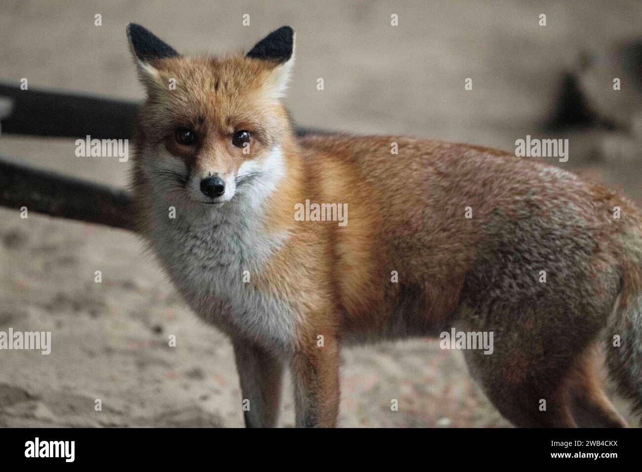 Wildpark alte Fasanerie Hanau, Fuchs 02.01.2024 Hanau Eingangsgebäude ...