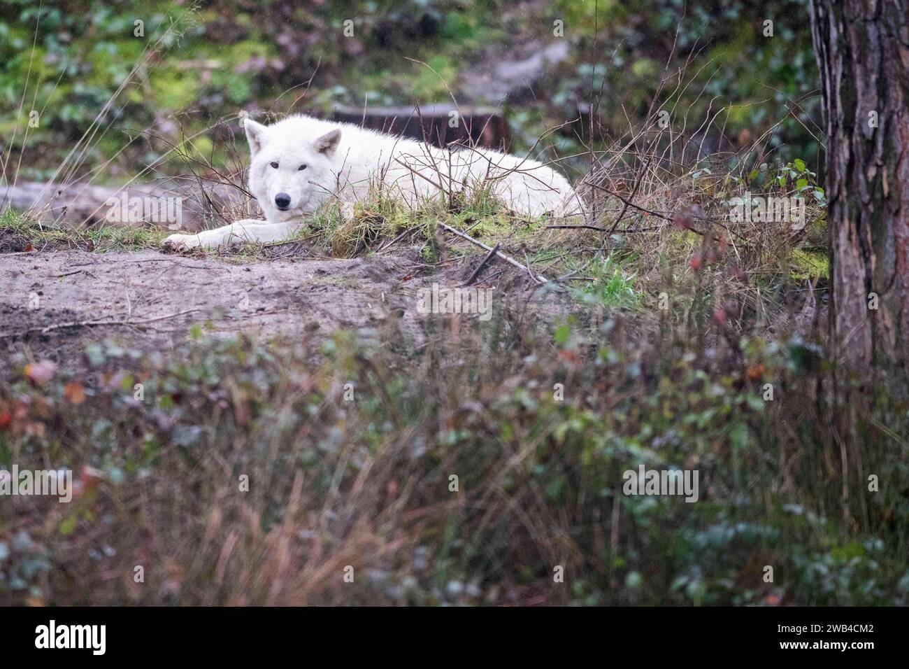 Wildpark alte Fasanerie Hanau, Polarwolf 02.01.2024 Hanau ...