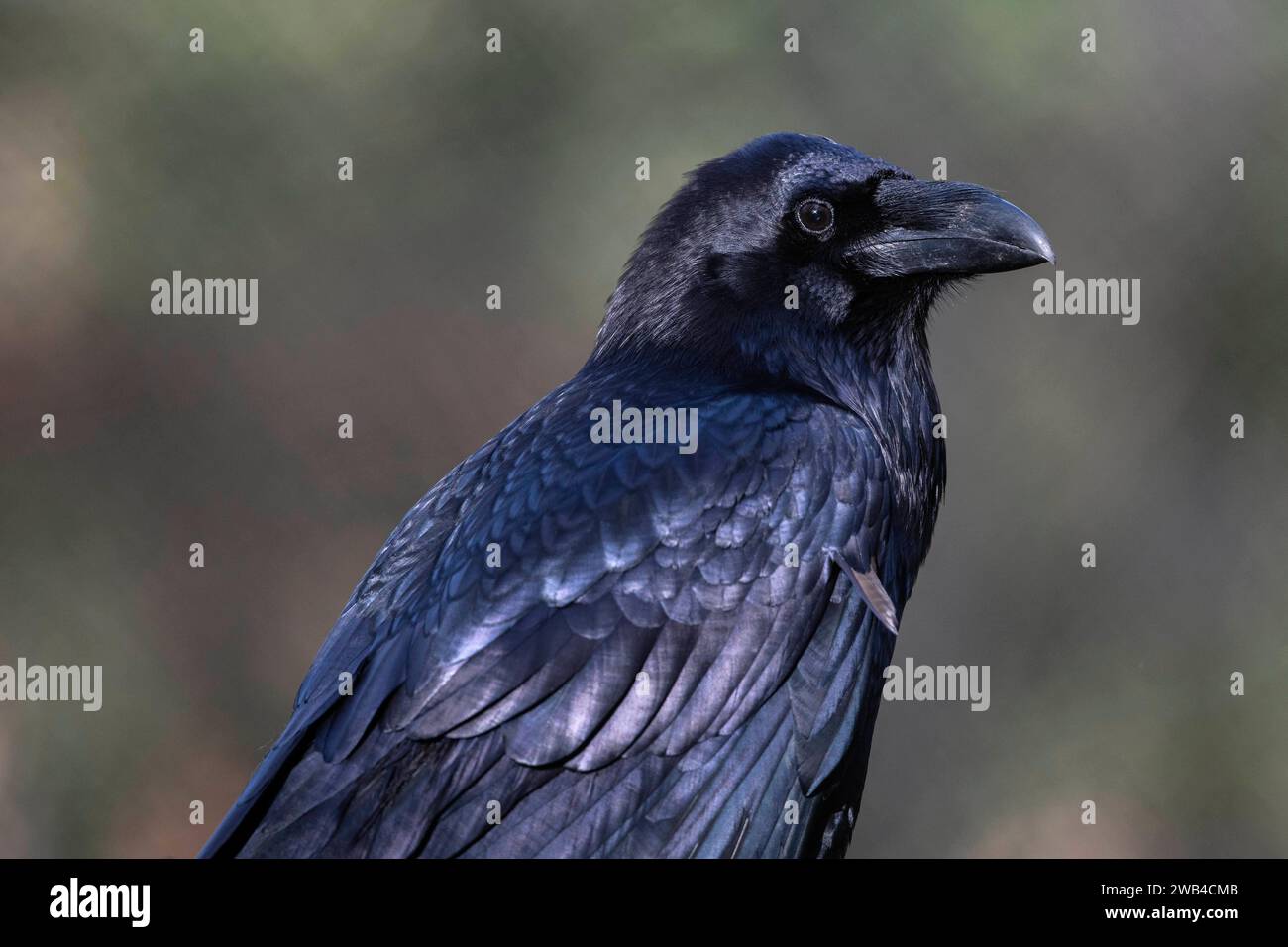 Wildpark alte Fasanerie Hanau, Rabe 05.01.2024 Hanau Eingangsgebäude ...