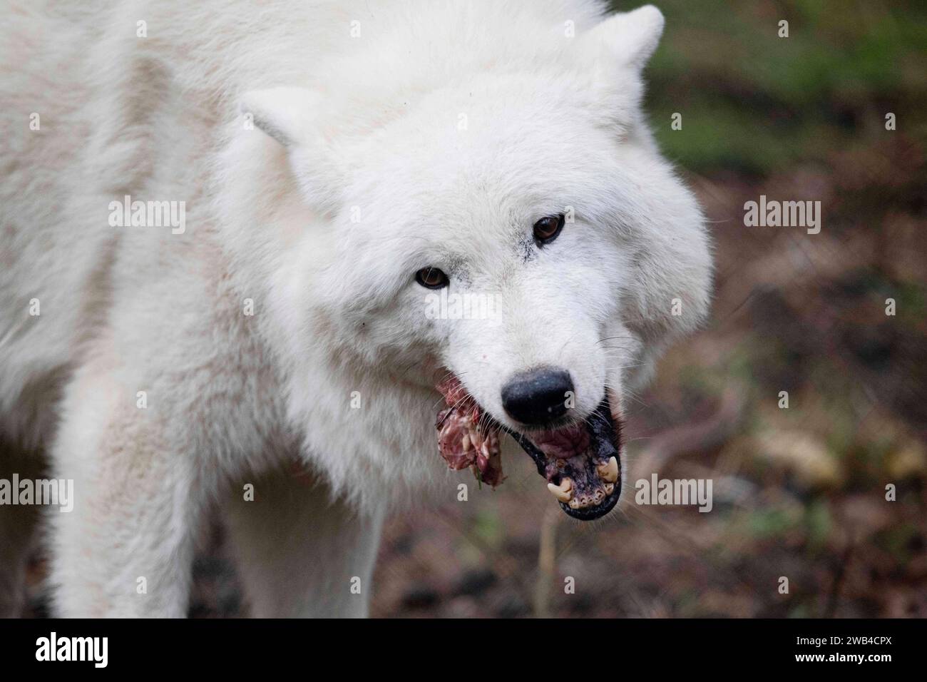 Wildpark alte Fasanerie Hanau, Polarwolf 05.01.2024 Hanau ...