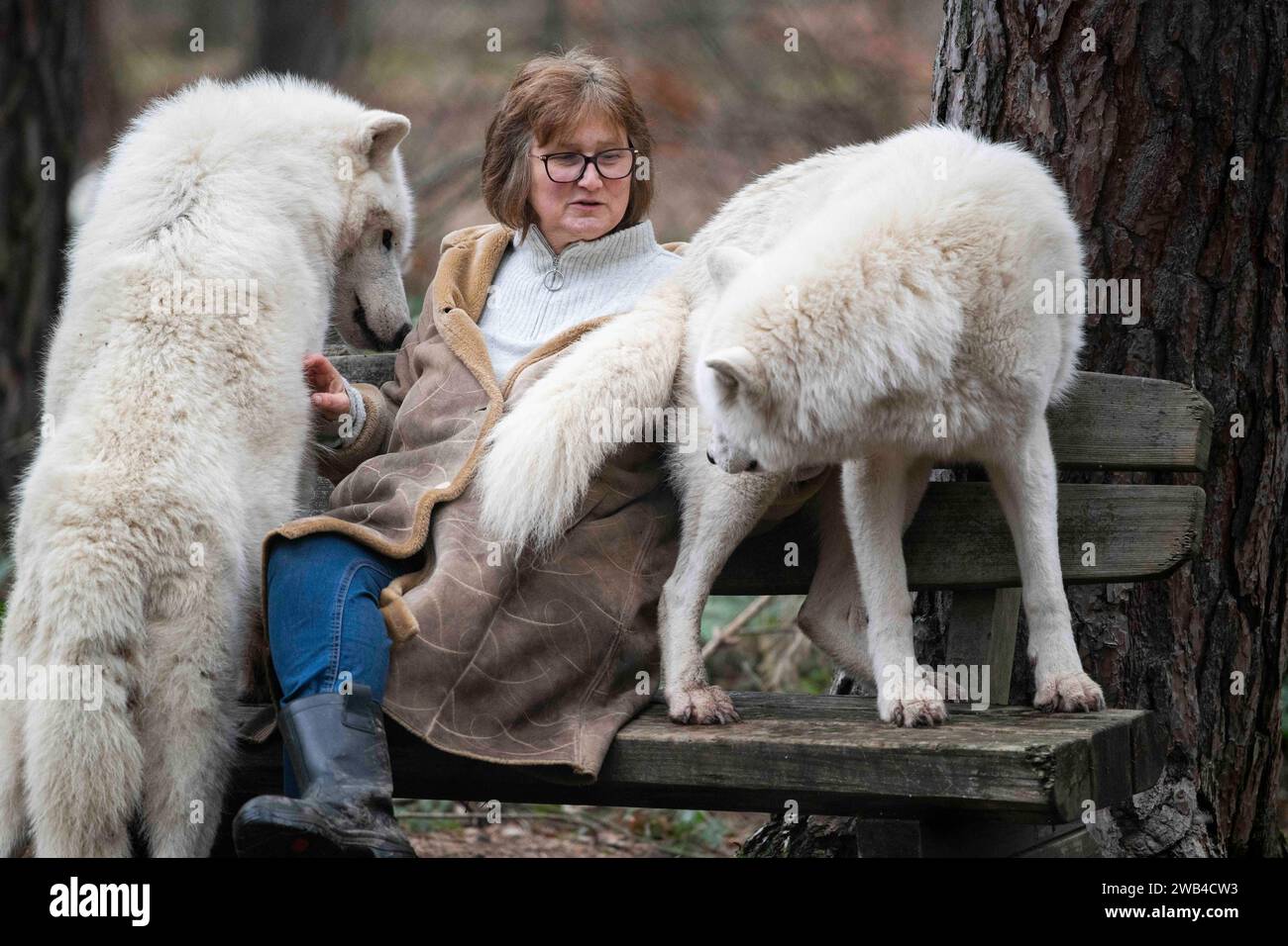 Wildpark alte Fasanerie Hanau, Polarwolf 05.01.2024 Hanau ...