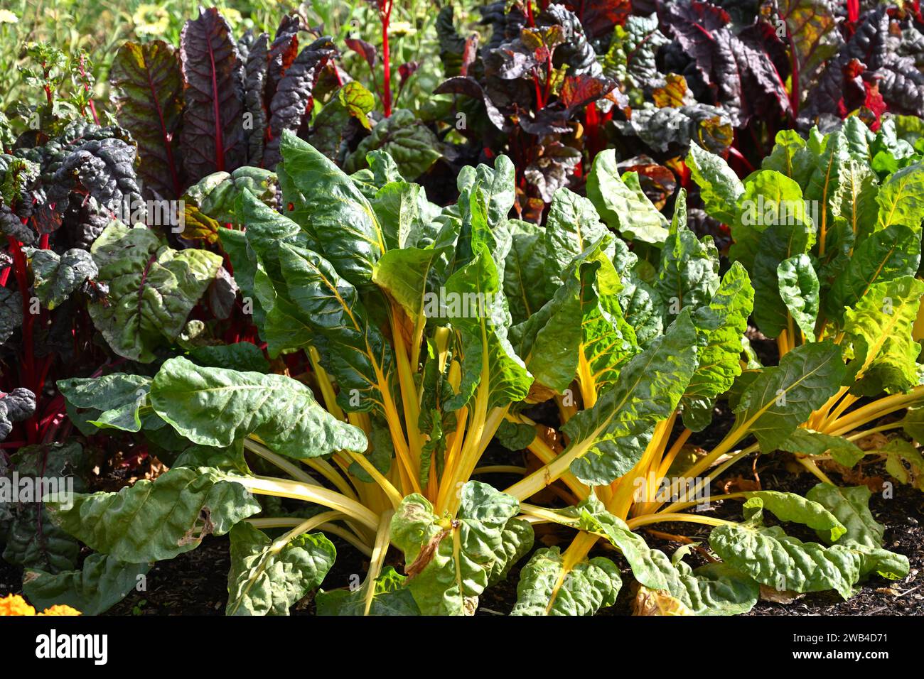Contrasting red and yellow leaves and stems of Swiss chard growing in ...