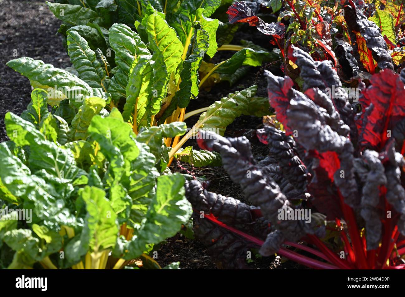 Contrasting red and yellow leaves and stems of Swiss chard growing in ...