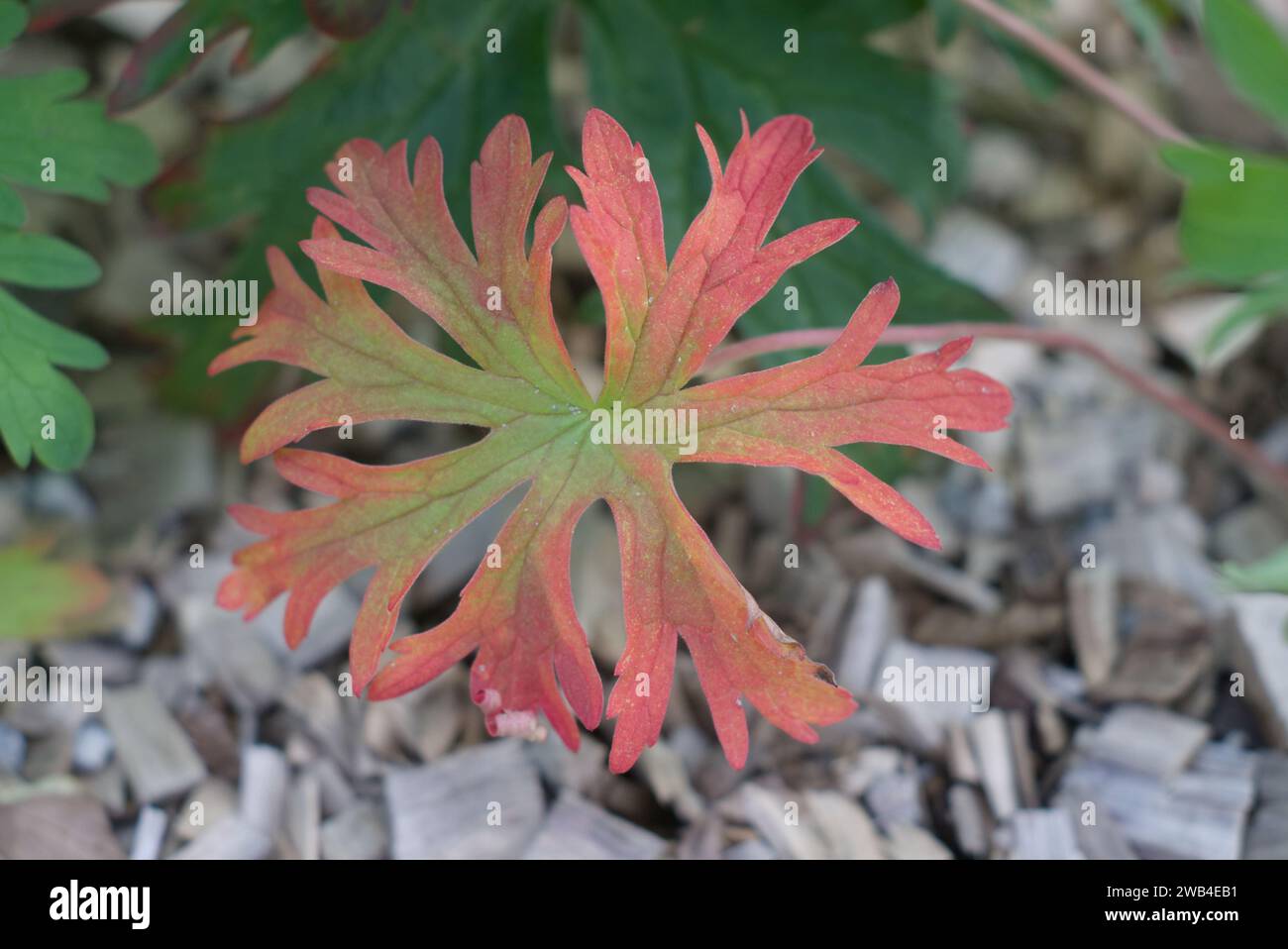 Green geranium with reddish leaves grows on stones and sawdust Stock ...