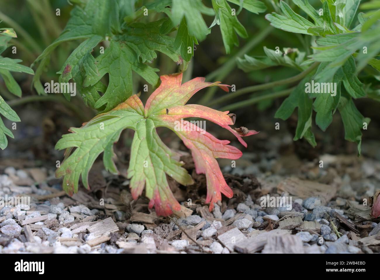 Green geranium with reddish leaves grows on stones and sawdust Stock ...