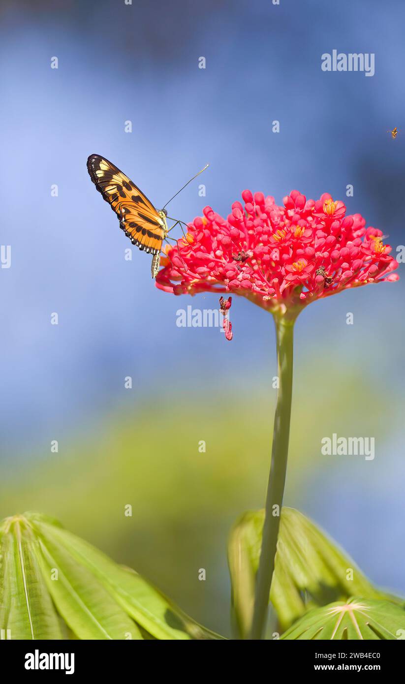 Flutterbies hi-res stock photography and images - Alamy