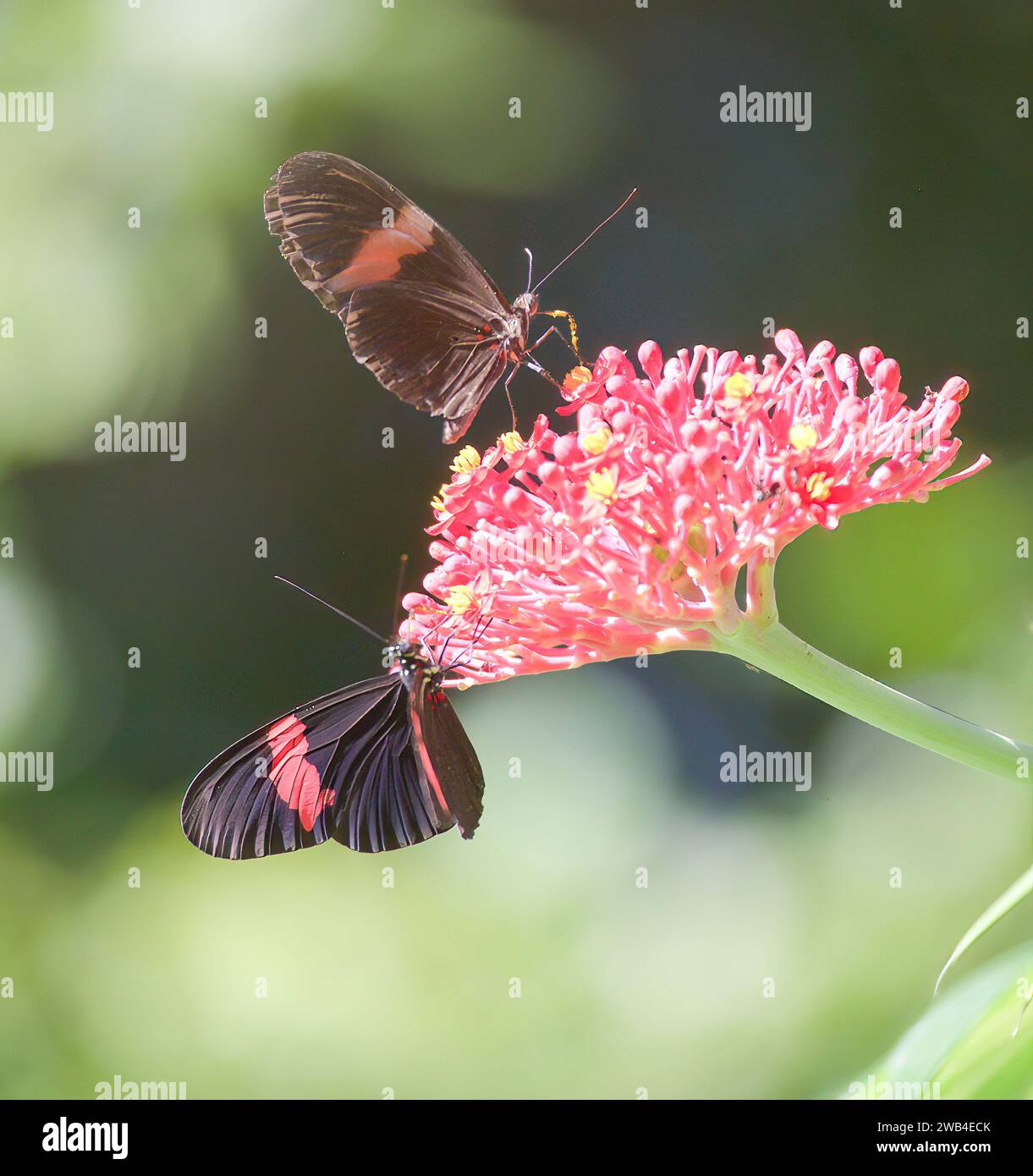Flutterbies hi-res stock photography and images - Alamy