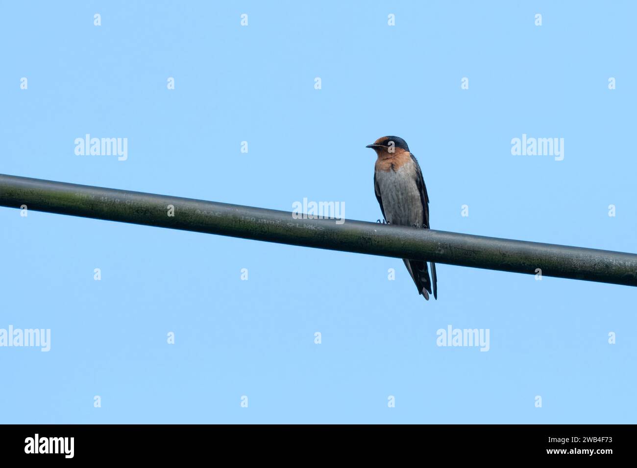 Pacific Swallow (Hirundo tahitica) observed in Waigeo in West Papua ...