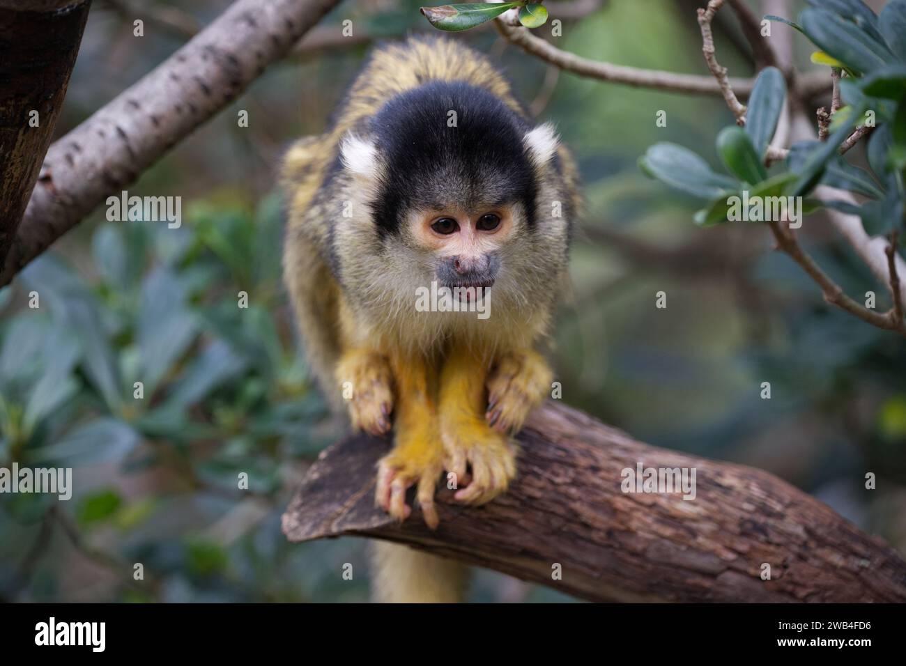 Black capped squirrel monkey hi-res stock photography and images - Alamy