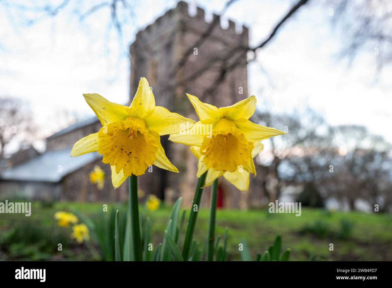 Brighton, January 8th 2024: Daffodils out unseasonably early at St ...