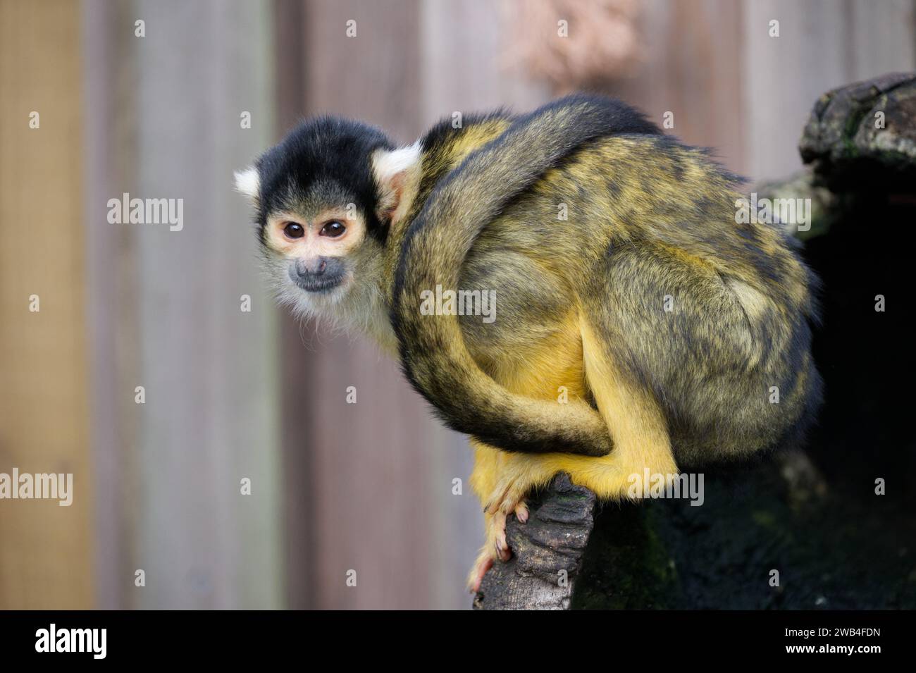 Black-capped squirrel monkey at London Zoo Stock Photo - Alamy