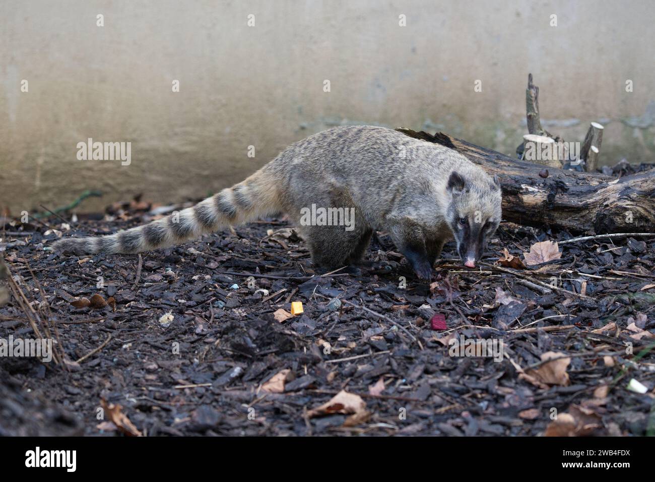 A Brown-nosed coati at London Zoo Stock Photo - Alamy