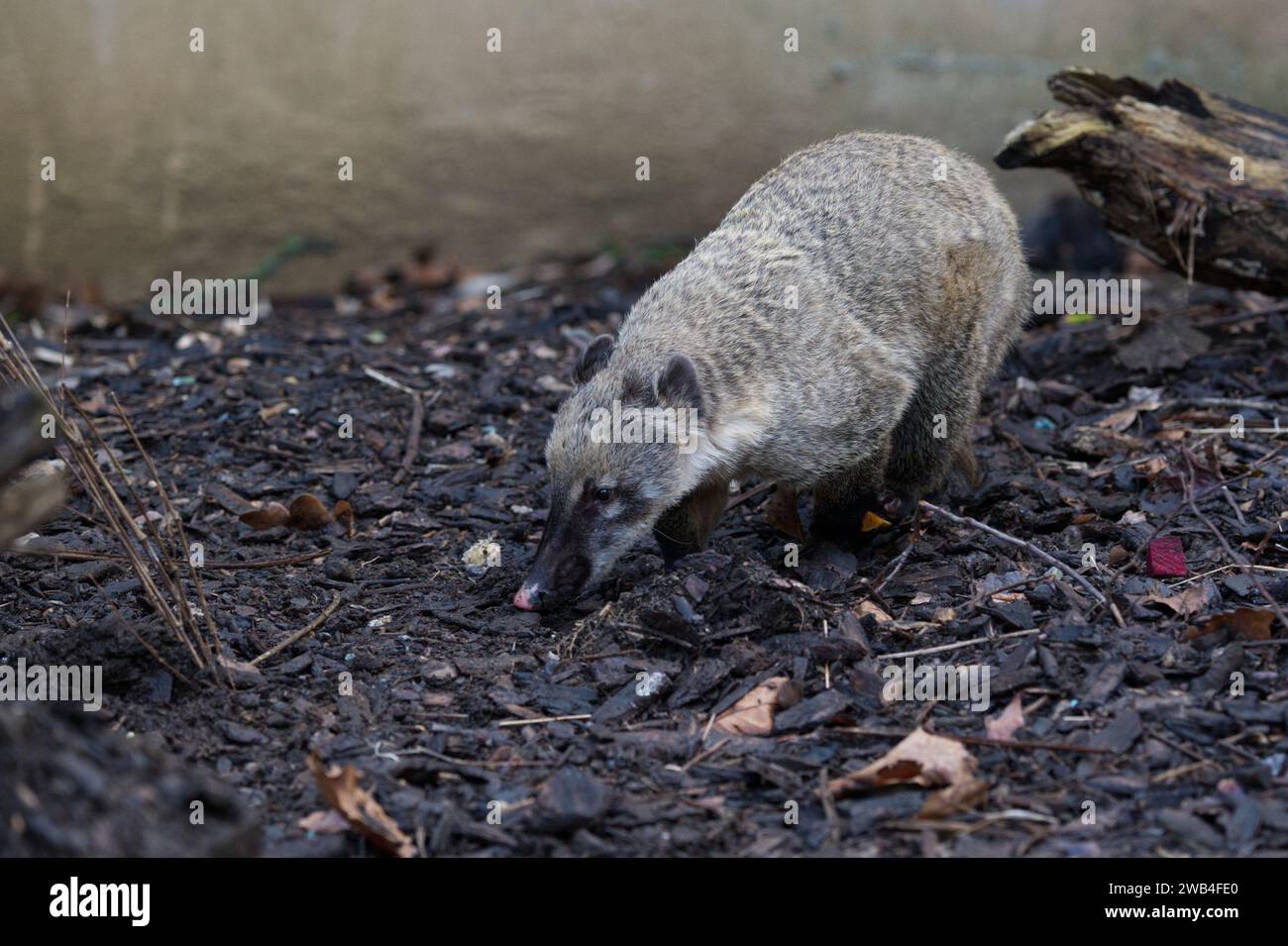 A Brown-nosed coati at London Zoo Stock Photo - Alamy