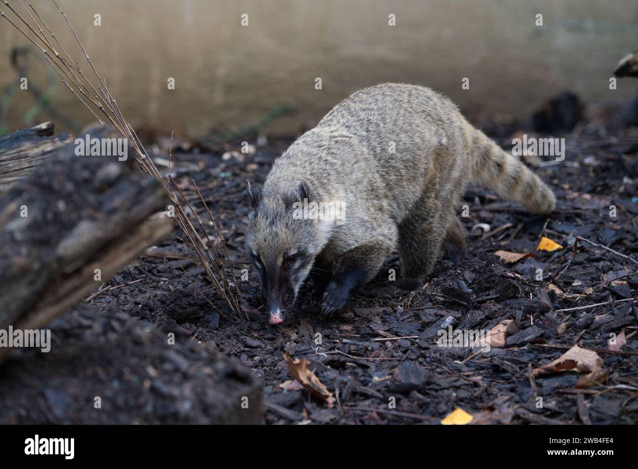 A Brown-nosed coati at London Zoo Stock Photo - Alamy